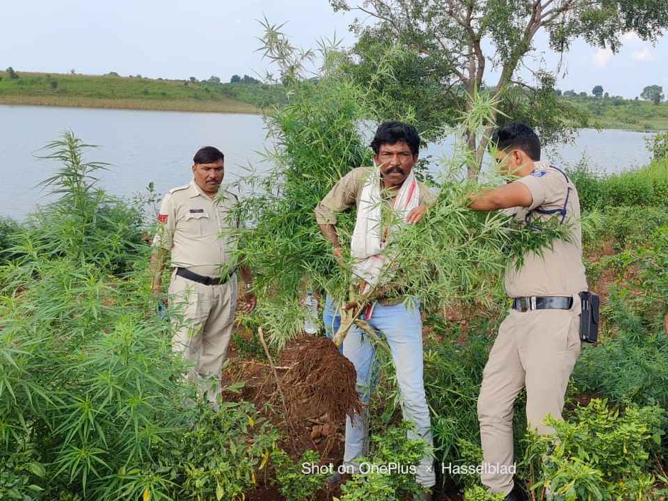 The accused had planted hemp plants in the middle of the chilli crop ...