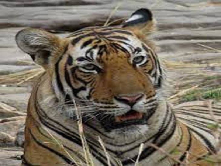 Young tiger can be sent from Ranthambore Tiger Reserve to Sariska soon ...