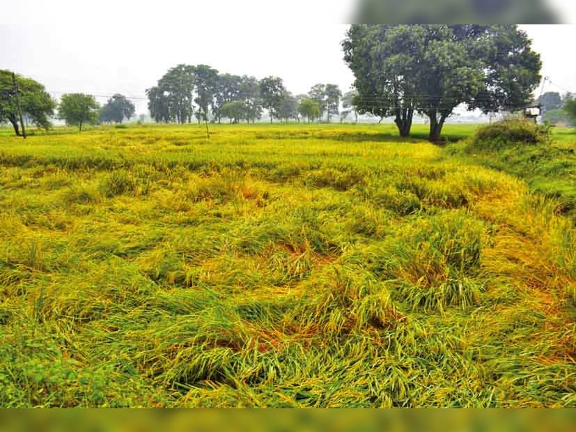 Paddy crop destroyed due to rain and wind, delay in harvesting due to ...