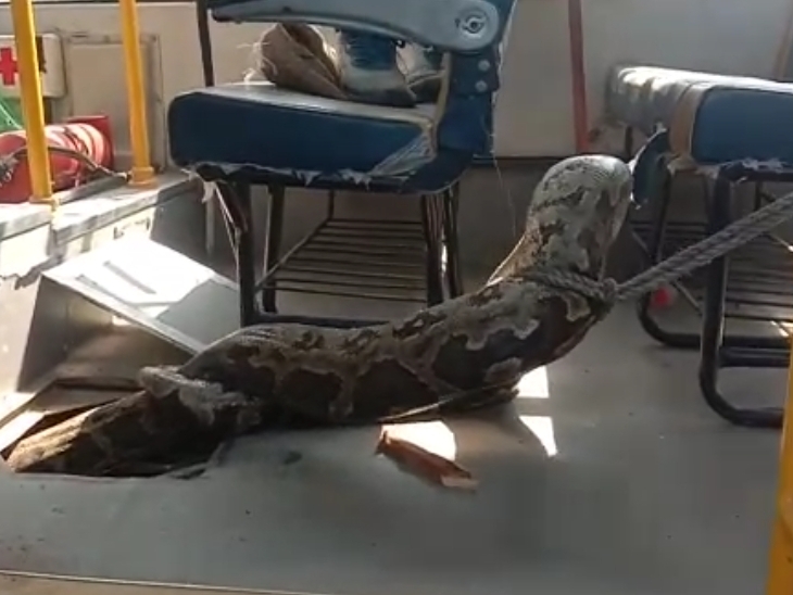 Giant python found in school bus in Rae Bareli, VIDEO, 15 feet long ...