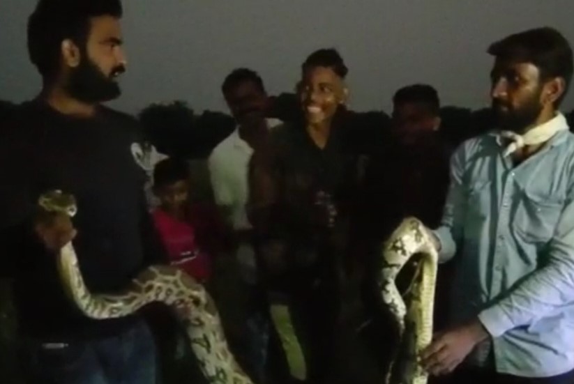 Villagers were in panic after seeing the formidable python in the field ...