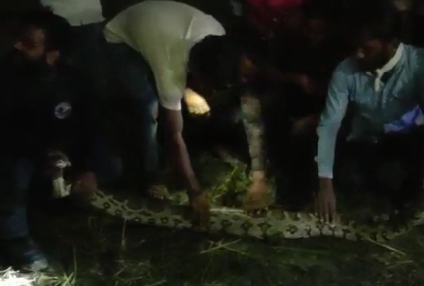Villagers were in panic after seeing the formidable python in the field ...