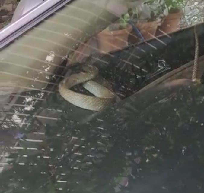 The whole family was in panic in Meerut, the snake charmer had to be called to catch the snake ...