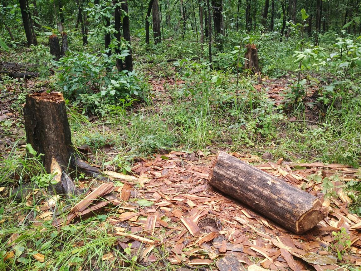 Saugan trees being cut in the forests of the world, demand for action ...