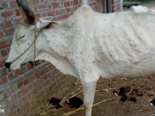 Many animal infected veterinarians treated sick animals, villagers said ...