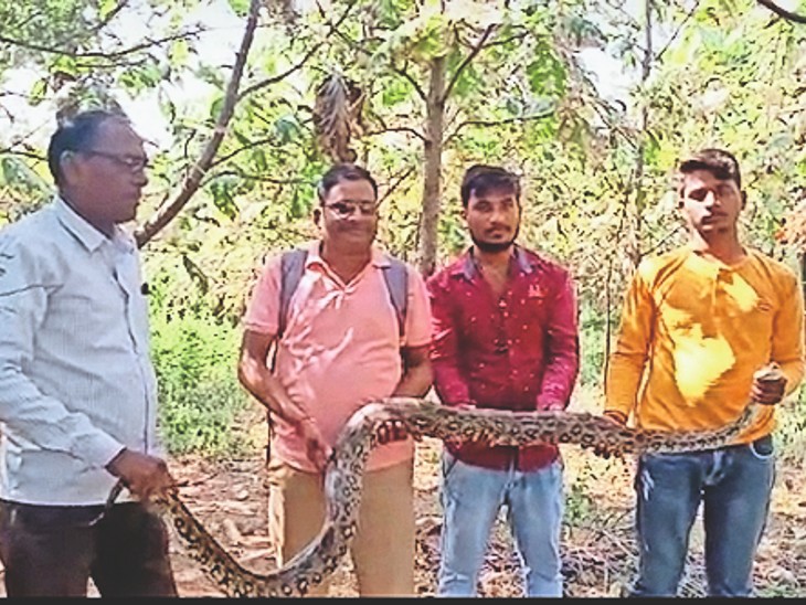 11 feet long, 16 kg python caught from the field | अजगर का रेस्क्यू ...