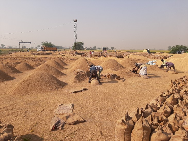 The price of muchal is getting up to 4 thousand, the market will remain ...