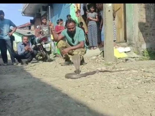 Snake friend rescued 8 feet long snake, said - it is dangerous, it dies ...