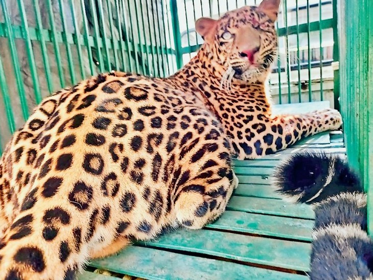 A leopard blind with one eye came out of the forest, trapped in a ...