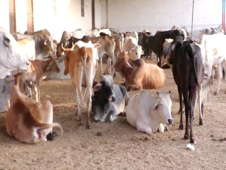Isolation center built at his own expense for the treatment of lumpy ...