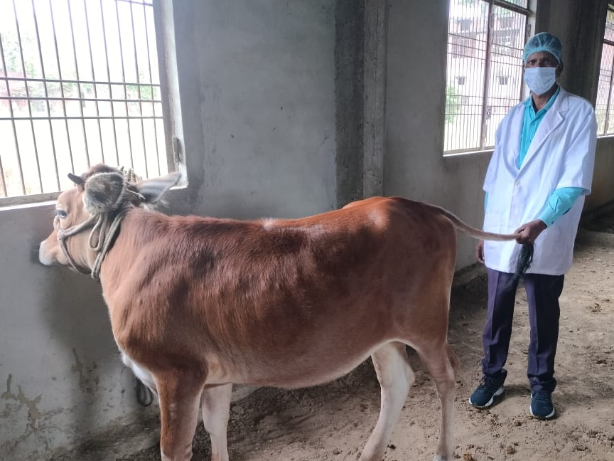 2 animals were found even 15 days ago, 60 cattle were vaccinated ...