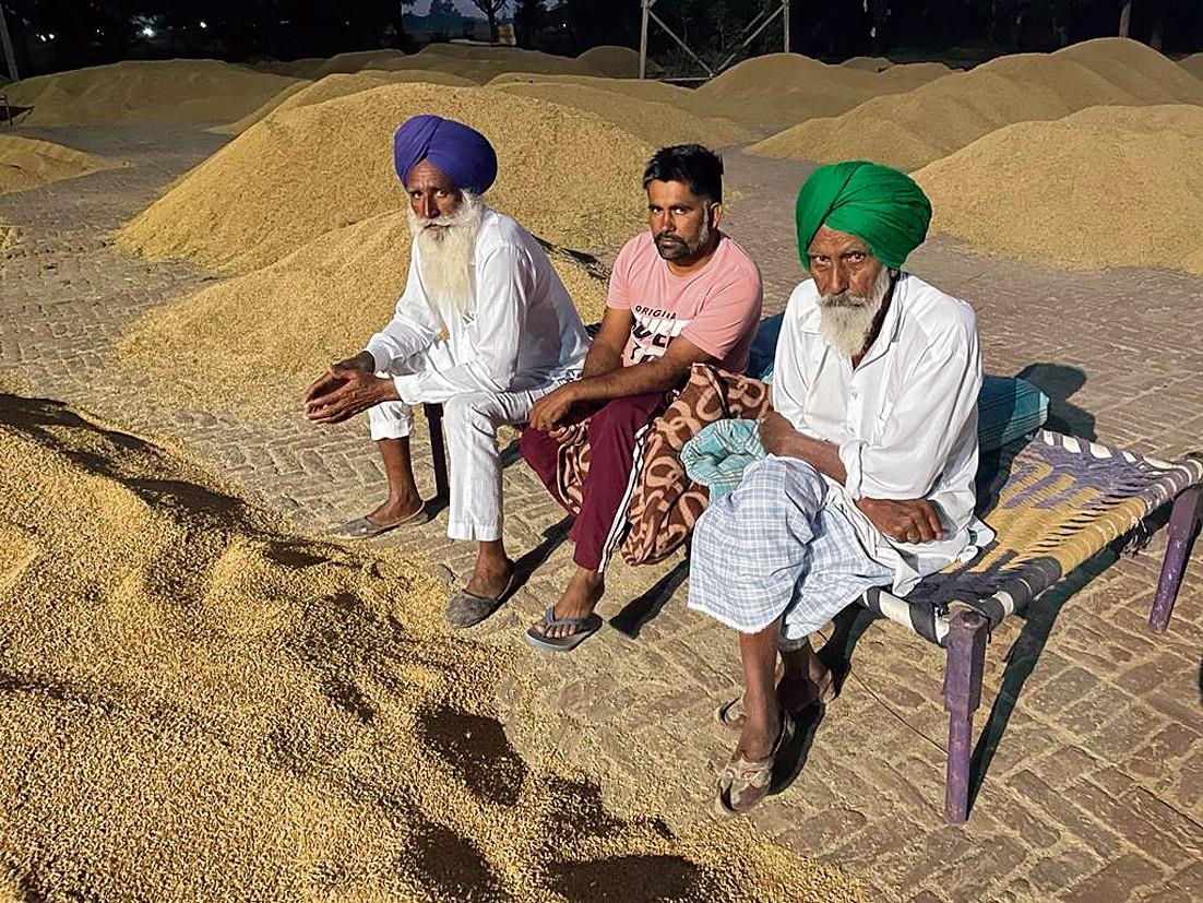 Malwa belt in Punjab, Diwali spoiled for hundreds of farmers, no ...