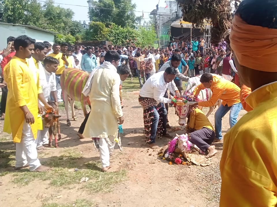 The ritual of feeding a cow was performed in the area, worshiped and ...