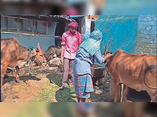 In Gauthan, Govardhana Mountain was made from dung and worshipped ...