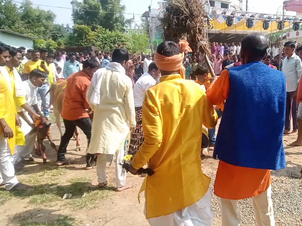 The ritual of feeding a cow was performed in the area, worshiped and ...