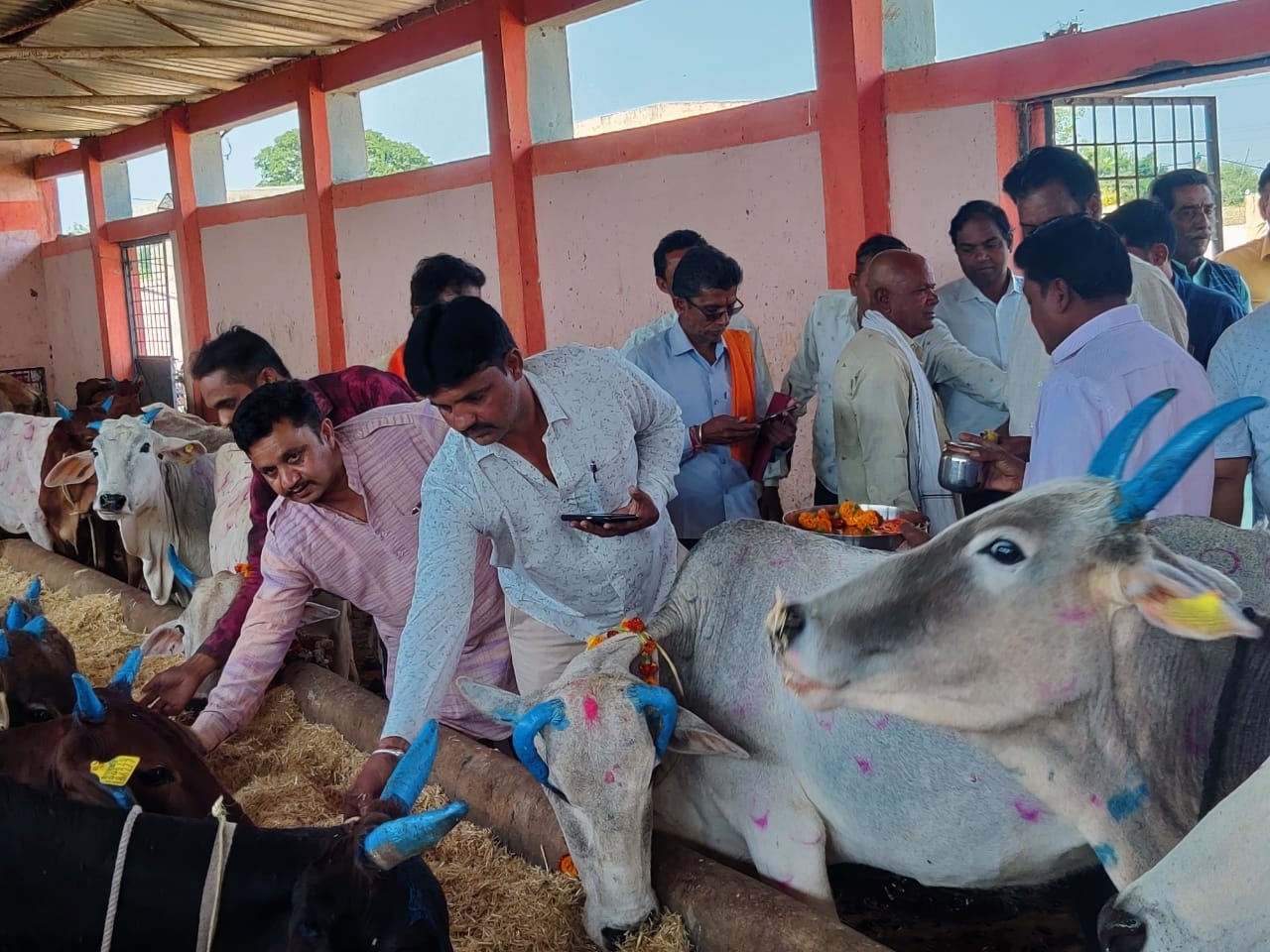 government animal department | गौशाला में की गौधन की पूजा: शासकीय पशु ...