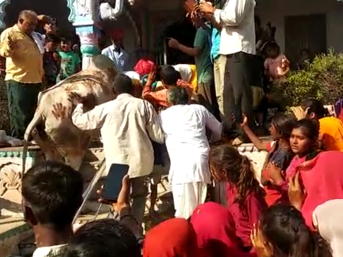 Cow circumambulated the temple temple of Gopal ji, people wished for ...