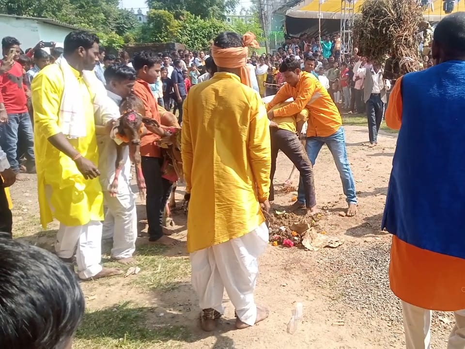 The ritual of feeding a cow was performed in the area, worshiped and ...