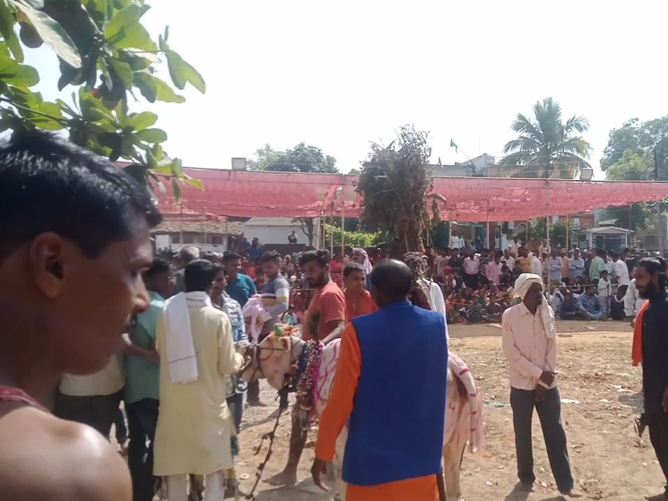 The ritual of feeding a cow was performed in the area, worshiped and ...