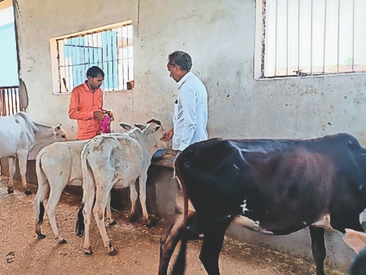 The possession of cows remained on the roads, worship was done in the ...