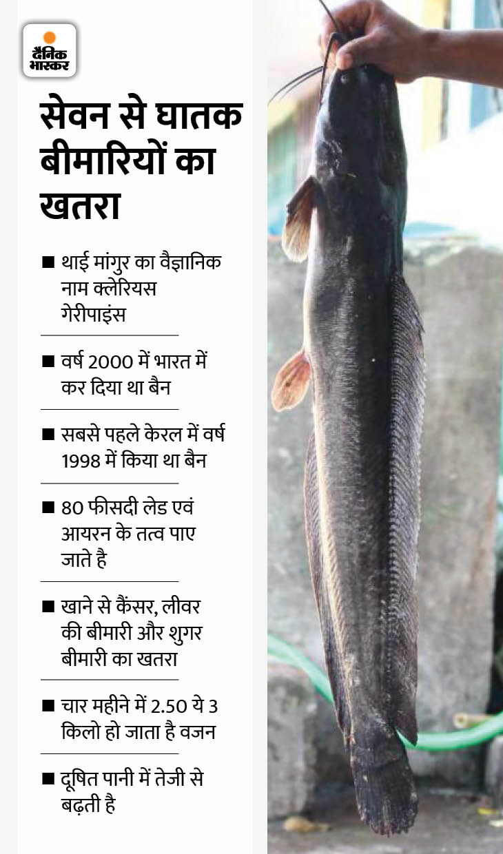 Banned in India after Kerala, risk of cancer, liver diseases due to ...