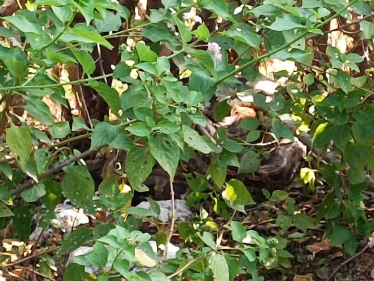 Rajasthan Python (Ajgar) Rescue Operation; 10 Feet Long Snake Found In ...