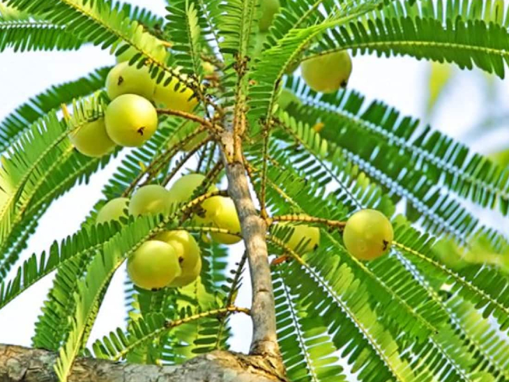 Amla Navami, on Wednesday: Amla is the favorite fruit of Vishnu-Lakshmi ...