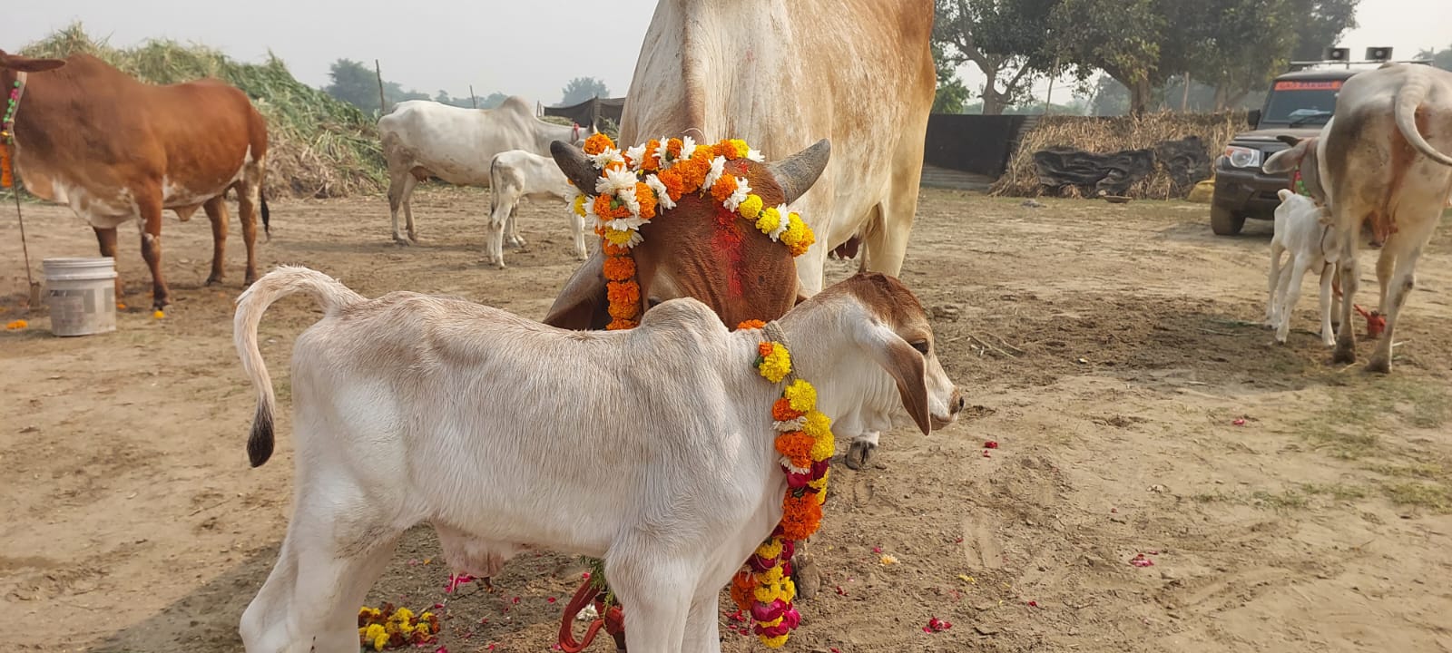 Cow worship in Braj | गोपाष्टमी: ब्रज में हुआ गाय का पूजन, लंपि से ...
