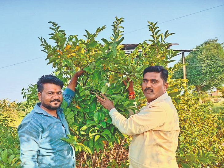 100 plants planted 5 years ago, today the entire Baroda village is ...