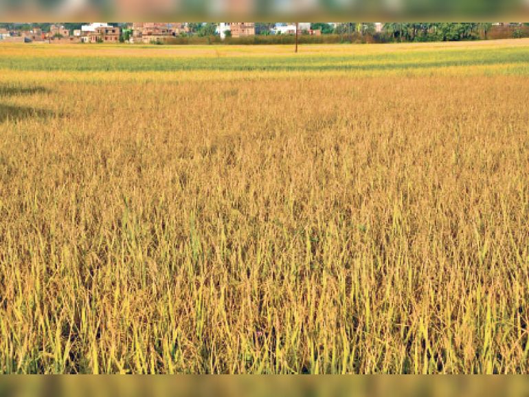 Paddy will be procured till February 15, this year normal paddy will ...