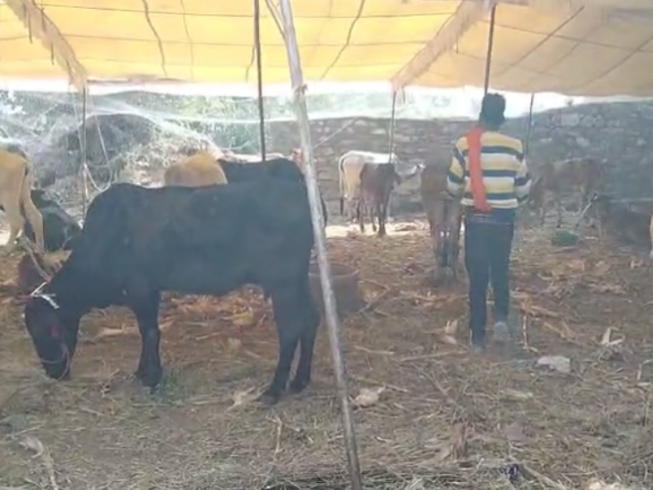 The pressure of councilors and cow owners on the cow dynasty isolation ...
