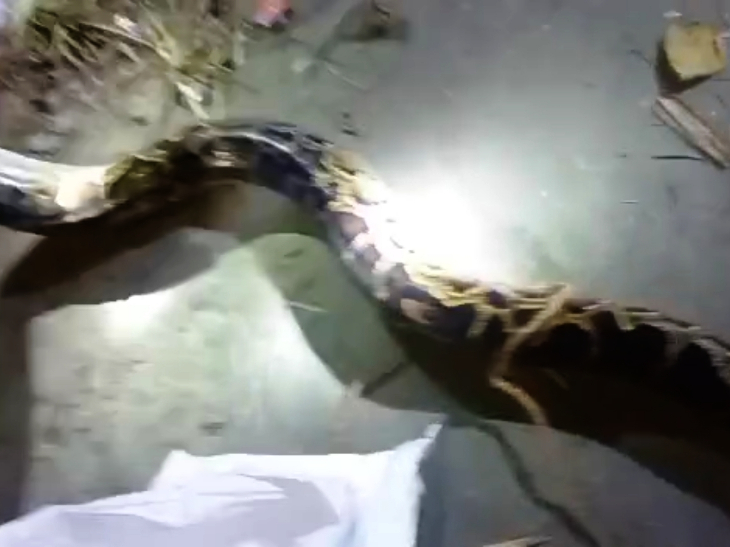 See, rescue of 15 feet python, python was entering the house