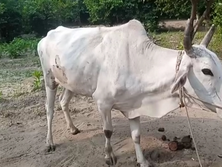 Said - knots have been formed with spots in the bodies of cows, the ...