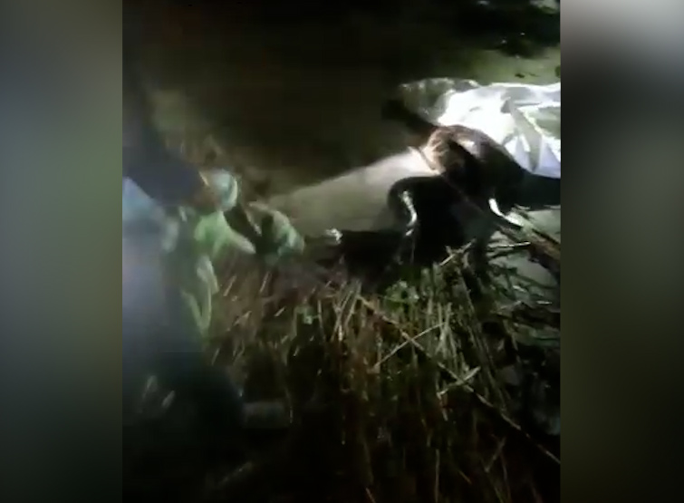 See, rescue of 15 feet python, python was entering the house | घर में ...