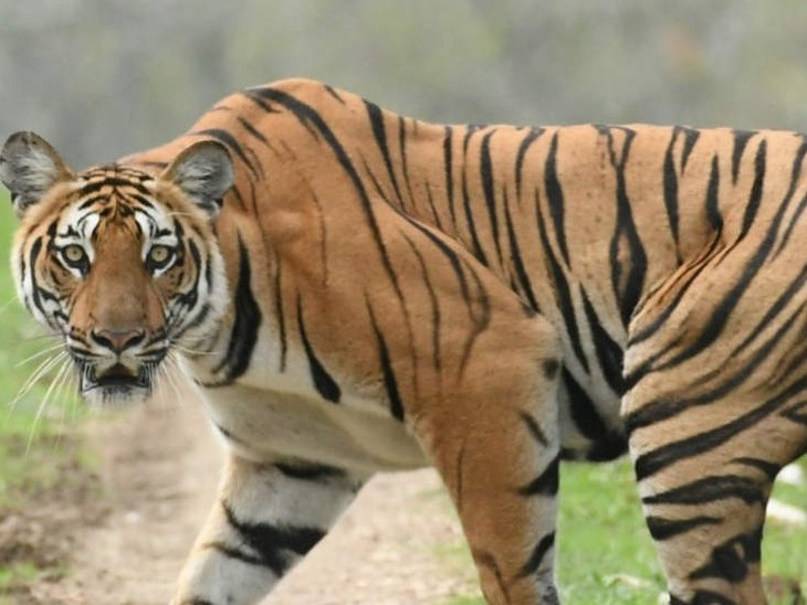 Then the team of the reserve reached Ranthambore, will bring Tiger T ...