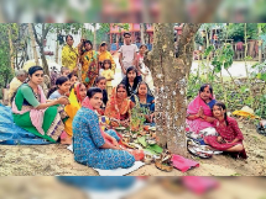 On Akshaya Navami, women prepare food by worshiping under the Amla tree ...