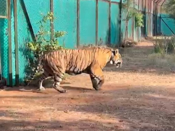 After 2 years, a new guest will come to the Tiger Reserve, the team ...