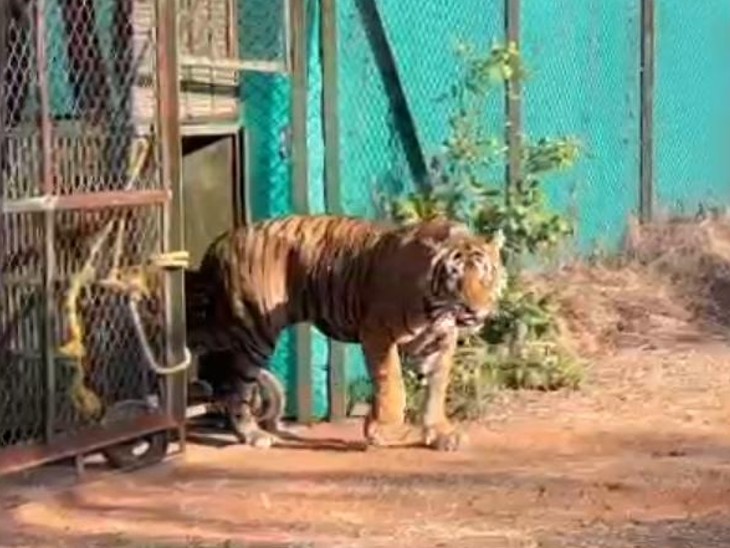 After 2 years, a new guest will come to the Tiger Reserve, the team ...