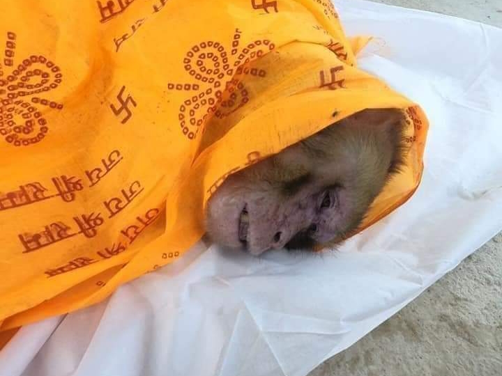 Suspected death of half a dozen monkeys in a week; Rumors of poisoning ...