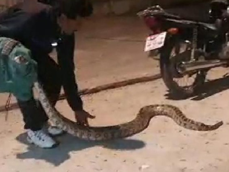 Rajasthan kota Rescue of Python in Nehru Park, Govind Sharma | 11 फीट ...