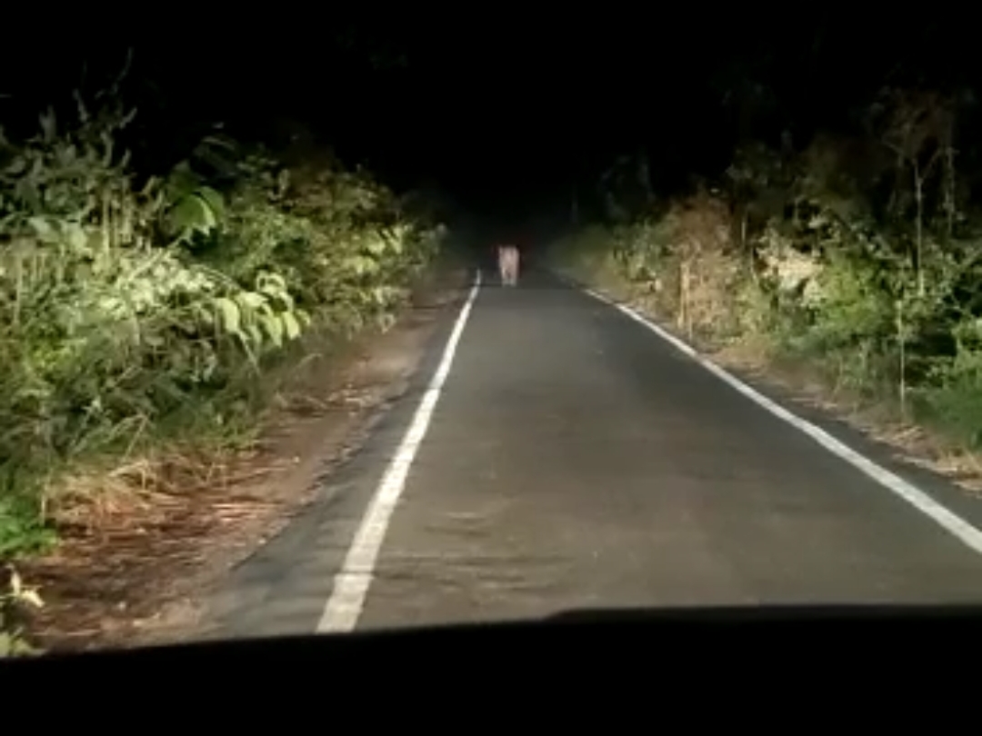 The tiger, seen walking in the Katarniaghat forest of Bahraich, lit the ...