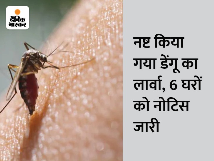 Number of infected patients reached 194, dengue larvae found in many ...