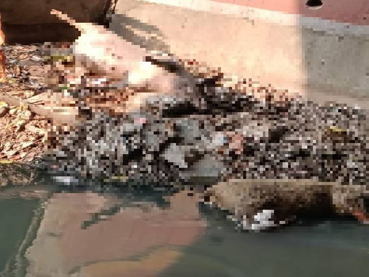 6 pigs lying dead under the bypass in Juhi, people upset due to rotting ...