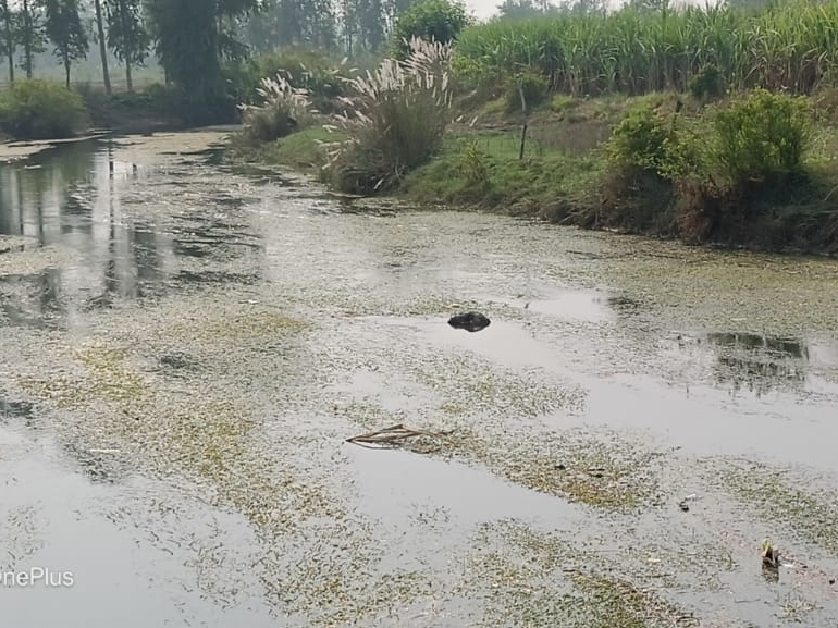 Poisonous water in Sukheta river leaving Loni sugar mill