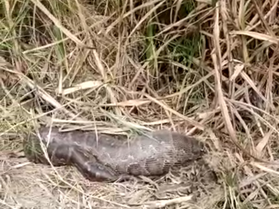 There was a stir among the villagers, the officials of the forest ...