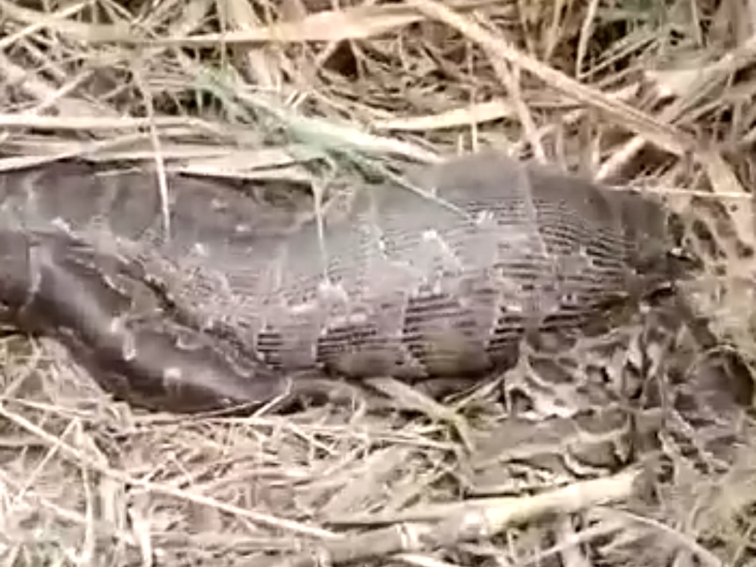 There was a stir among the villagers, the officials of the forest ...