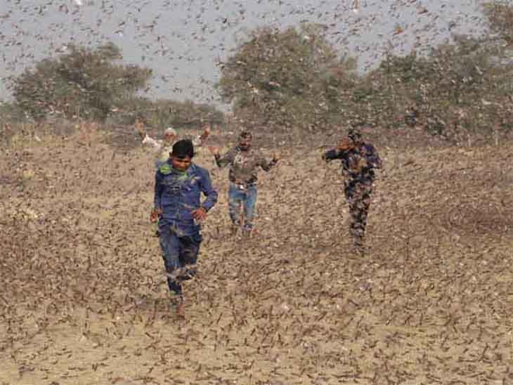 There was apprehension due to good monsoon, locust group is not active ...