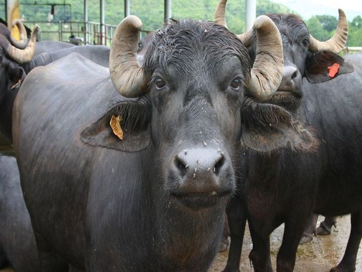 The condition of three is serious, the animal husband has filed a case ...