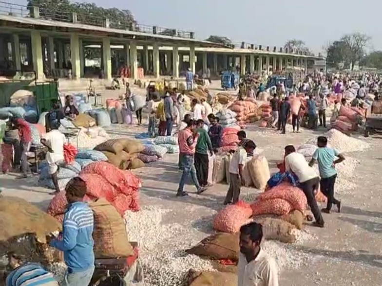 Produced bumper inward, 15 thousand sacks of garlic came | नीमच कृषि ...