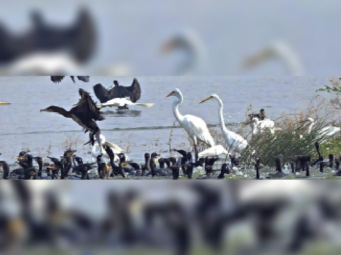 पांच हजार किमी की दूरी तय कर मोरेल बांध पहुंचे यूरोपियन स्टार्लिंग ...